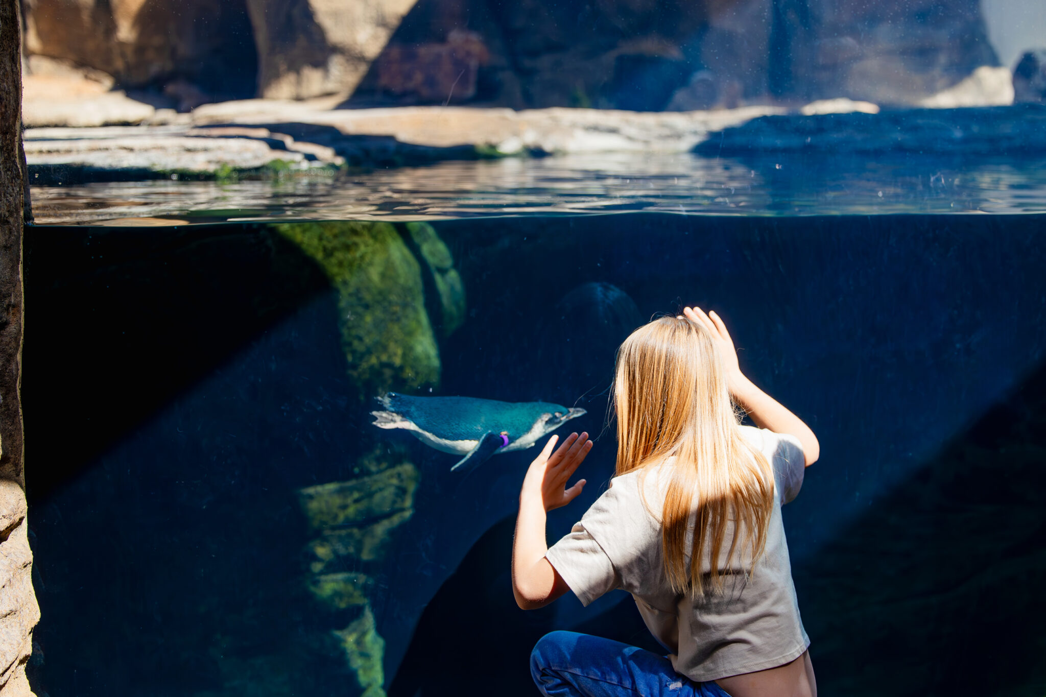 AZA Accreditation: Birch Aquarium's Commitment to Excellence