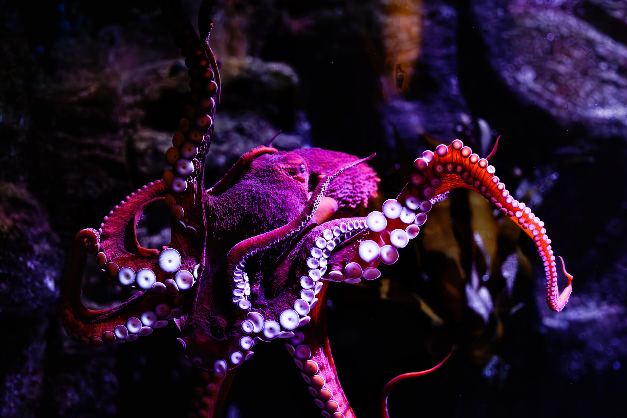 AZA Accreditation: Birch Aquarium's Commitment to Excellence