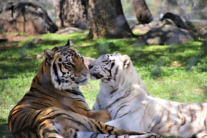Come Out and Celebrate Three Animal Gotcha Days at Lions Tigers & Bears ...