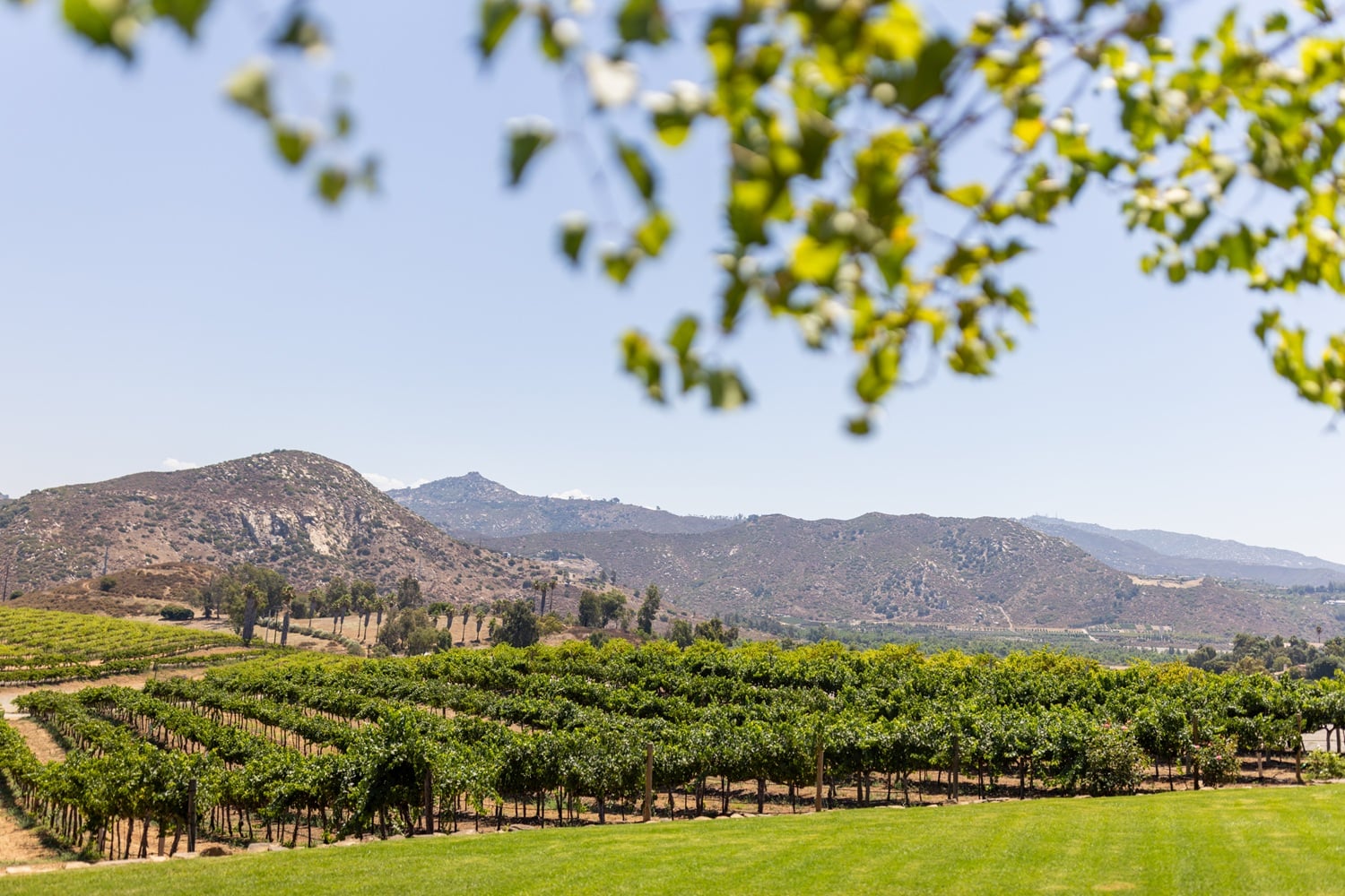 Celebrate Valentine's Day at Orfila Vineyards & Winery